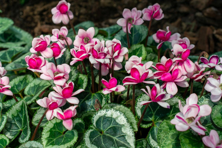3 easy winter bedding plants that flower when everything else fades