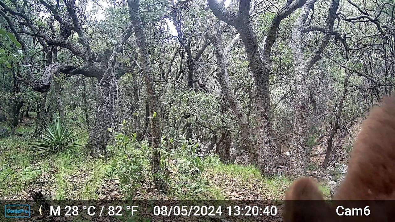 Bear Scratches Its Back on Tree