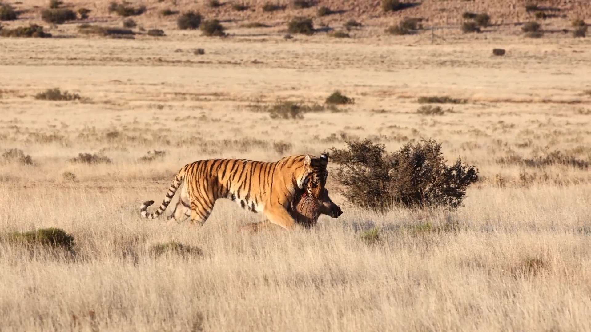 Why the world’s deadliest animals aren’t the ones you fear
