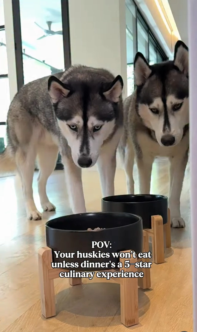 No More Food Strikes: Five-Star Meals for Picky Eaters with Premium Taste