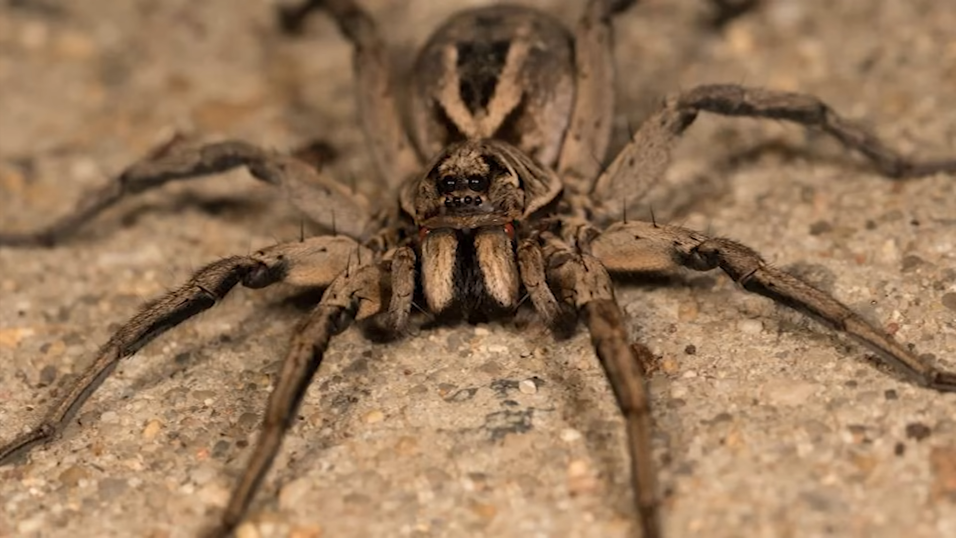 Ranking every spider by power, strategy, and survival skills