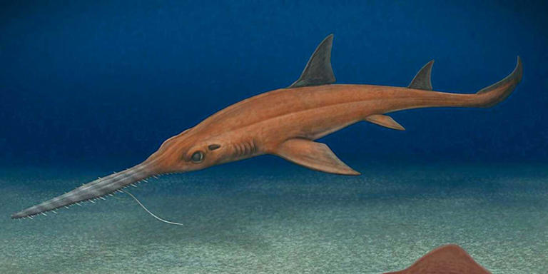 A Newly Discovered Shark Is Officially Named After Chainsaw Man