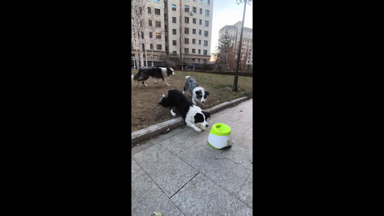 Border Collies play fetch with automatic ball machine in Heilongjiang ...