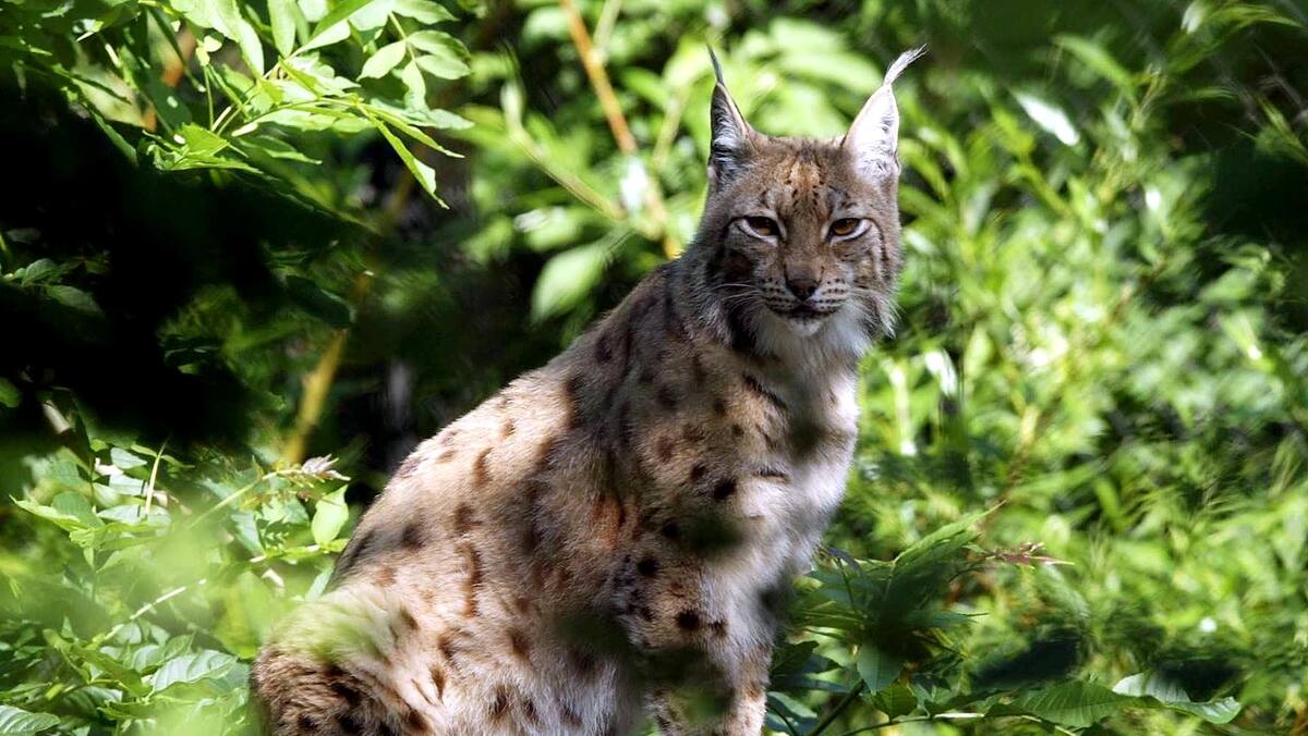 Selon un rapport officiel: Le lynx abattu en septembre à Neuchâtel ...