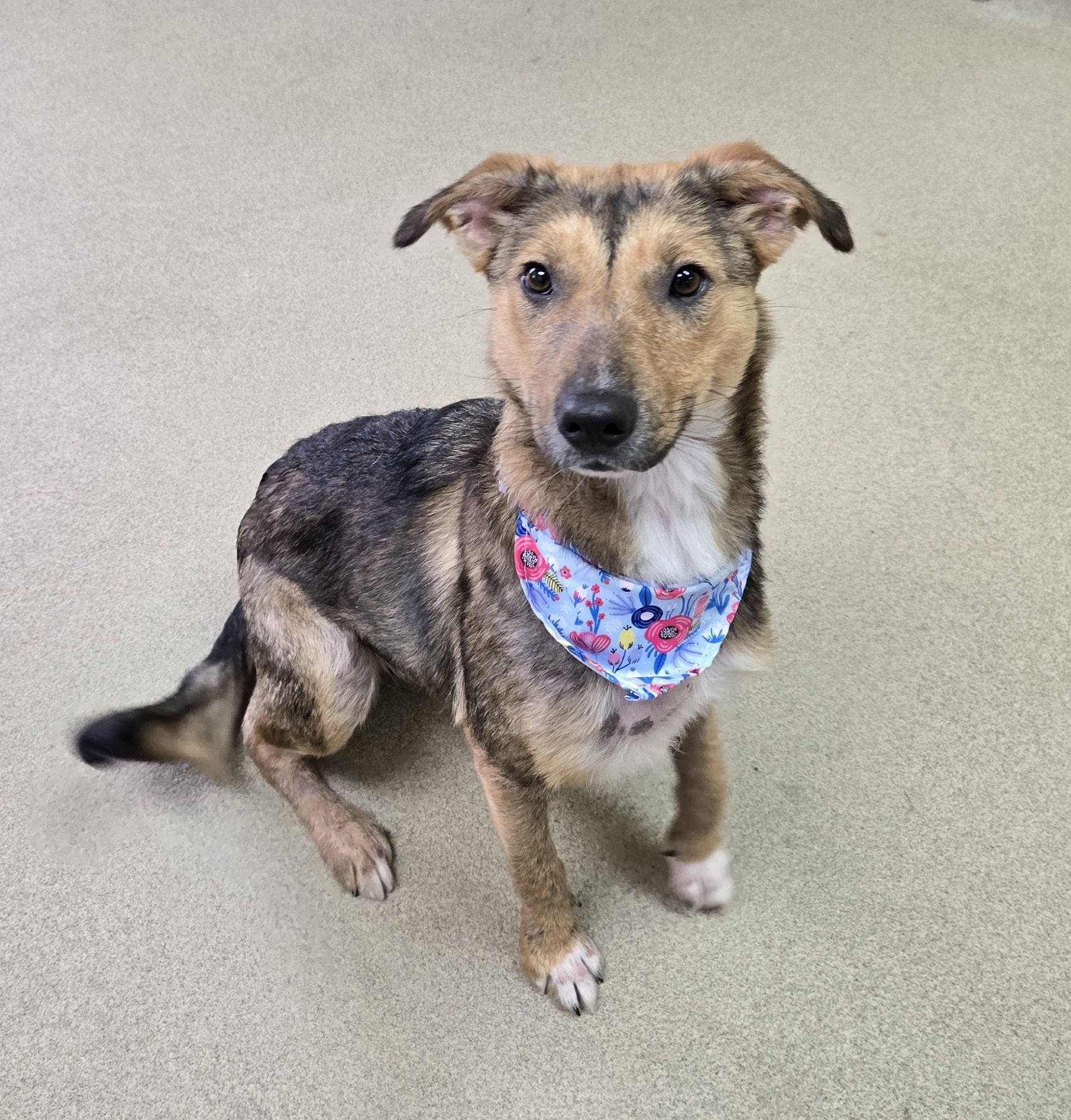 Humane Society highlights two pets seeking homes