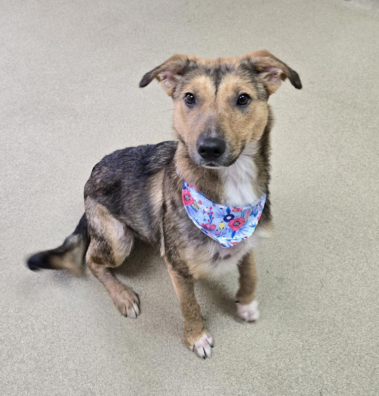 Humane Society highlights two pets seeking homes