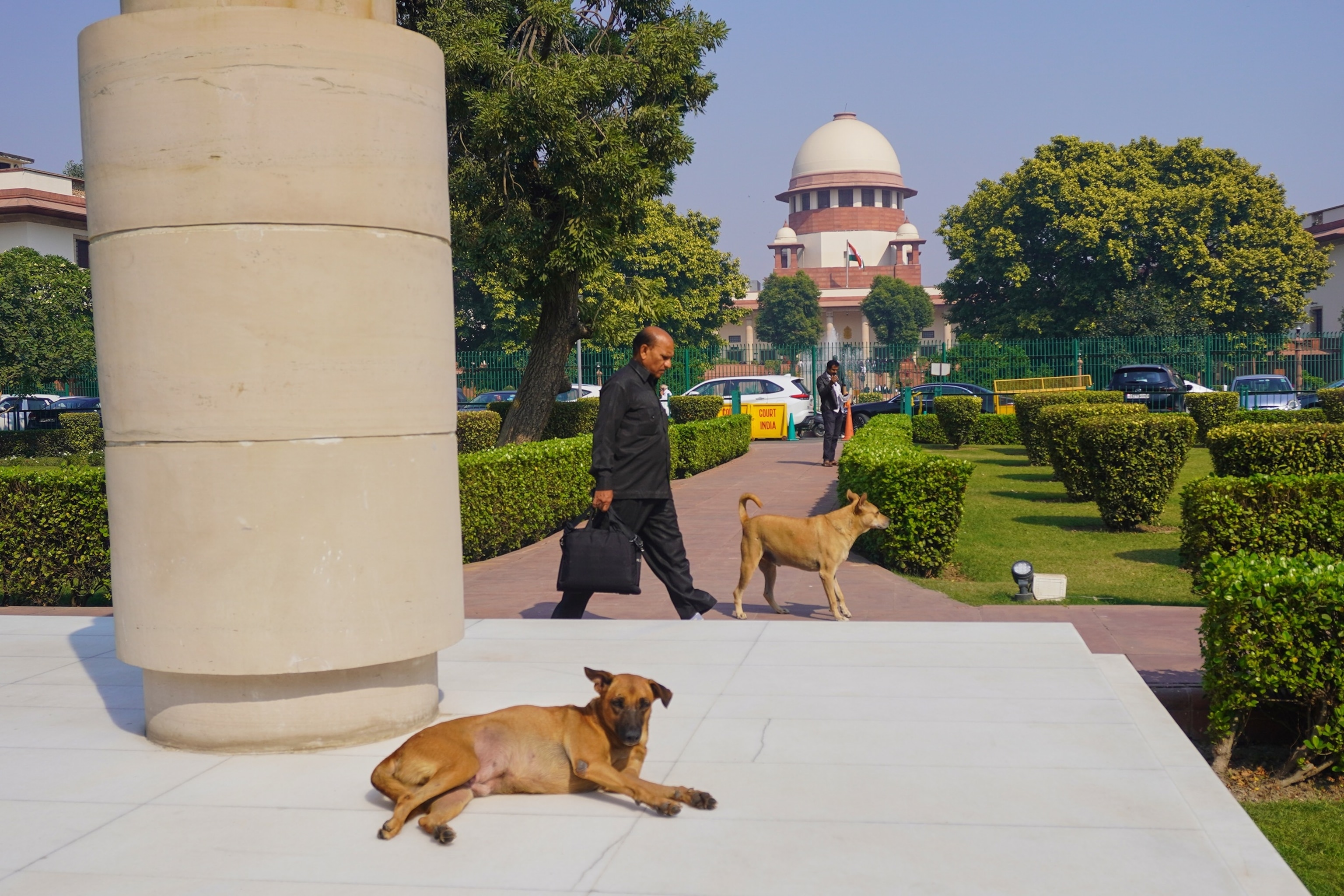 Indian court’s stray dog order mostly bark, animal rights groups say