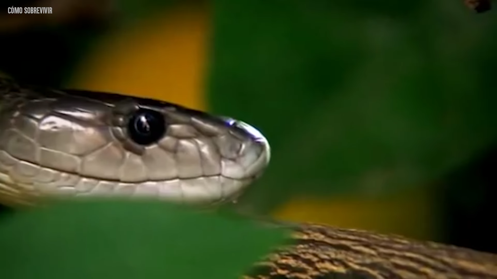 Lo que pasa cuando una mamba negra ataca y cómo puedes sobrevivir
