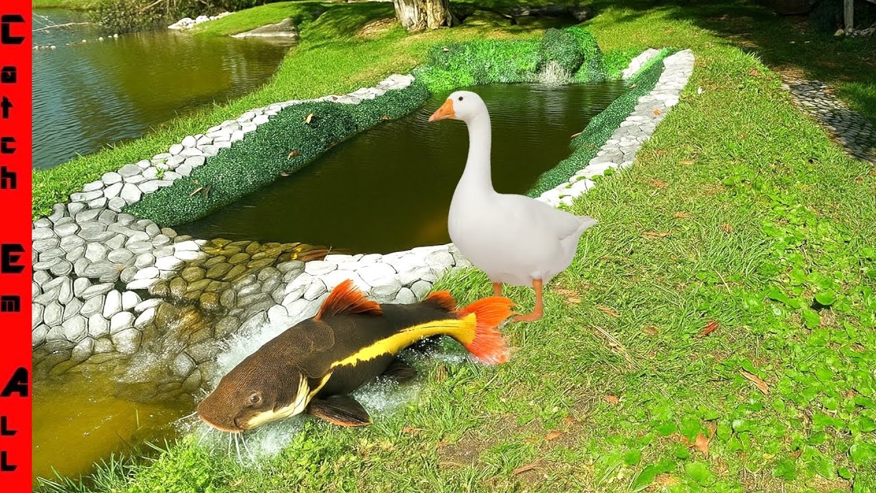 The day my pet fish teamed up with a goose and vanished