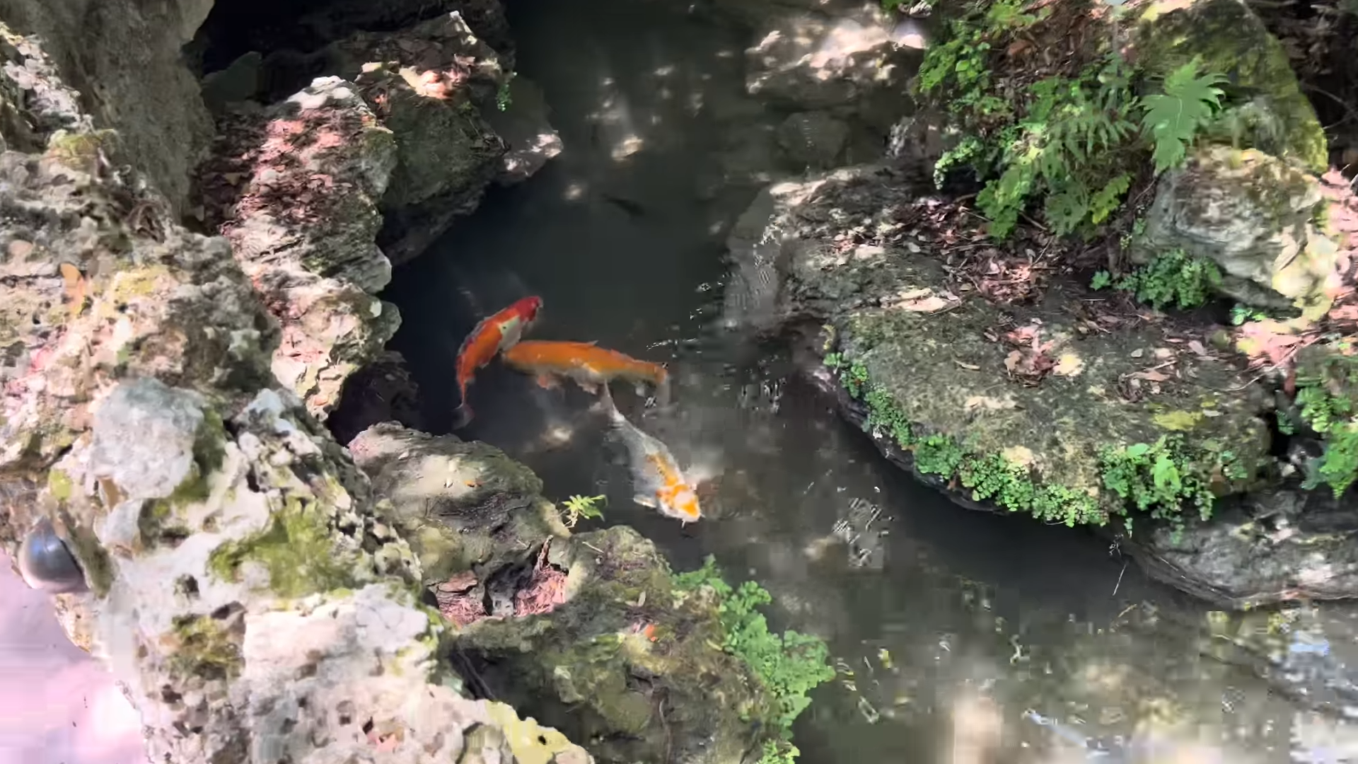 The hidden pond so loaded with rare fish it barely felt real