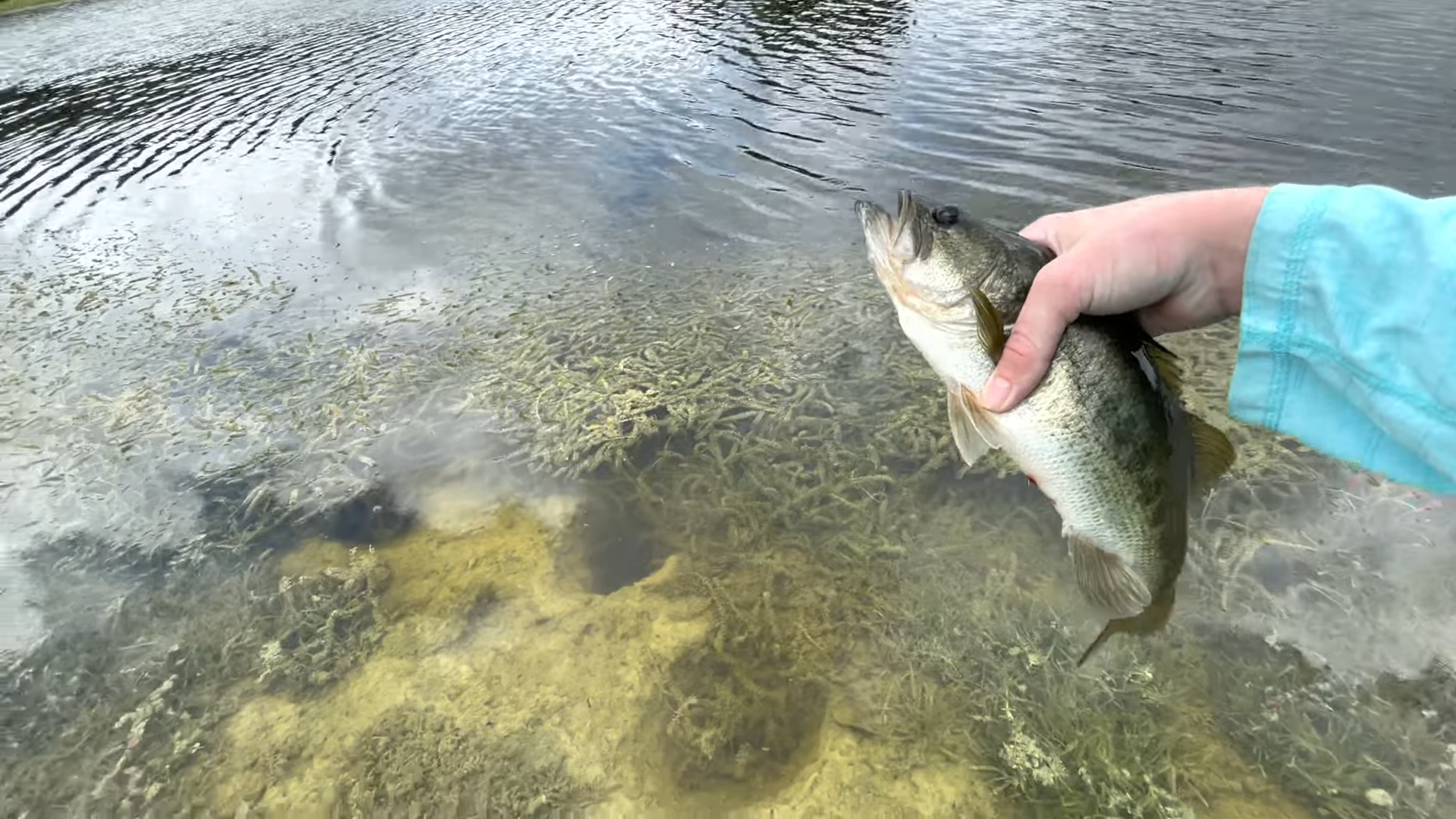 We checked the abandoned pool again and the fish are still alive