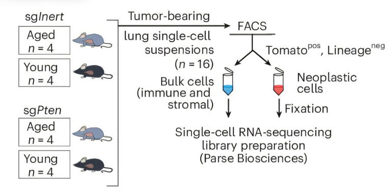 Extreme age protects against cancer in mouse study