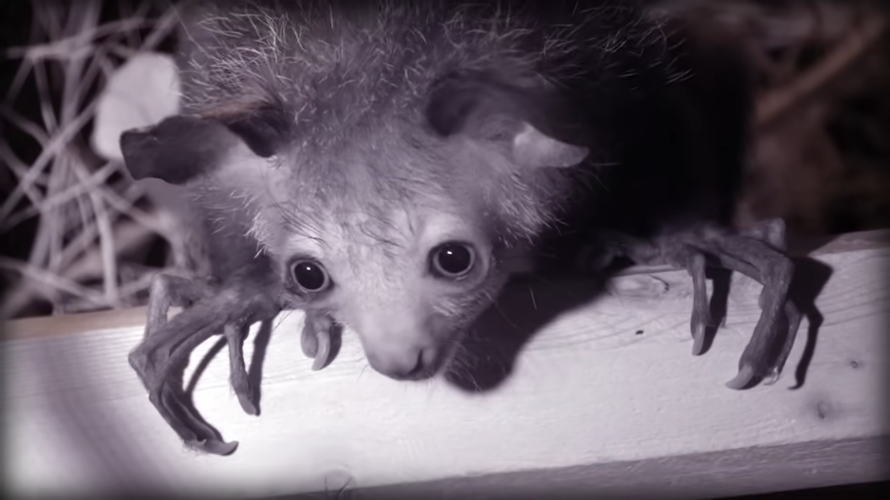 When Locals See the Aye Aye, They Brace for Bad News