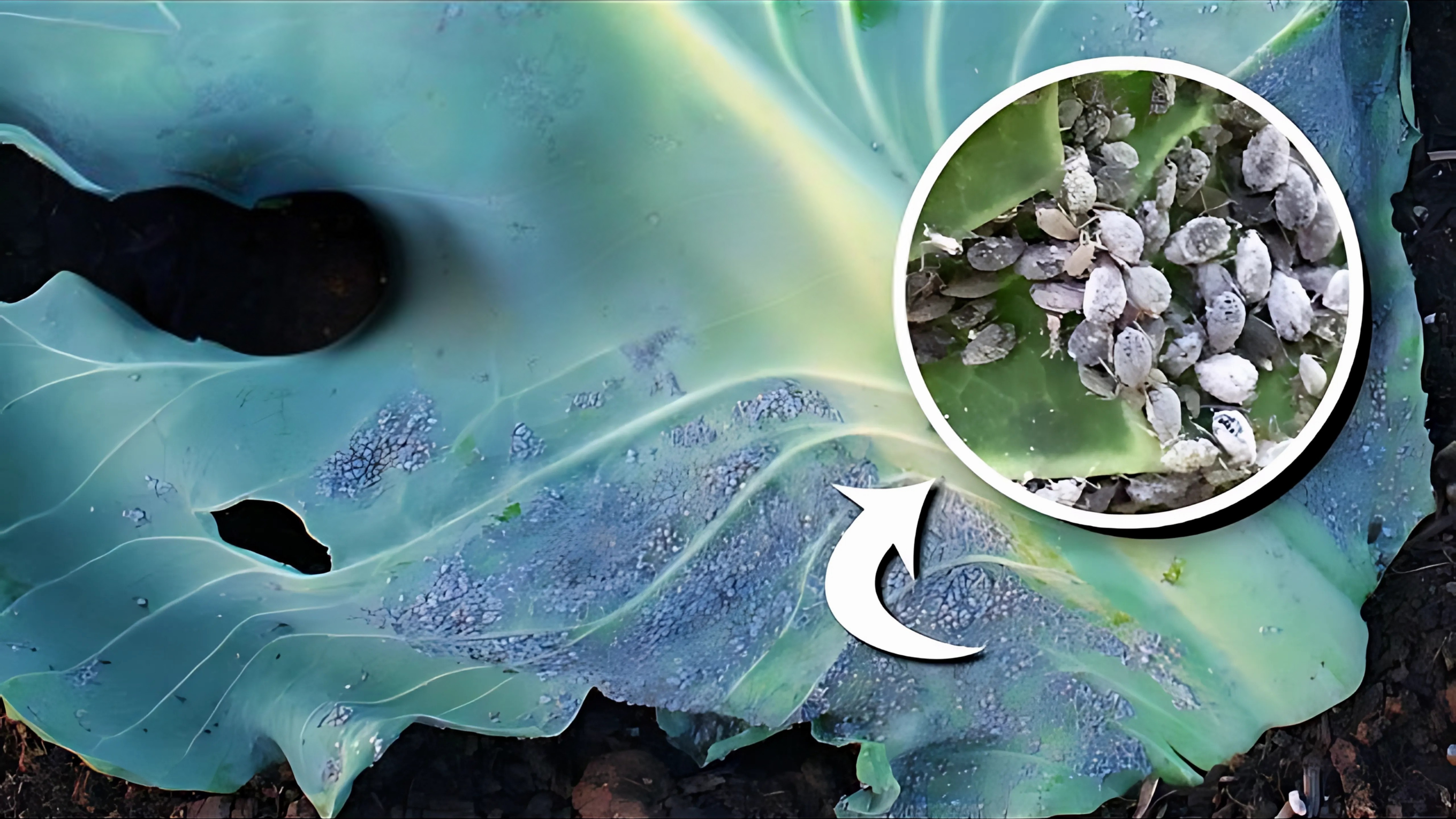 “Proven Organic Methods to Control and Prevent Aphids in Your Garden”