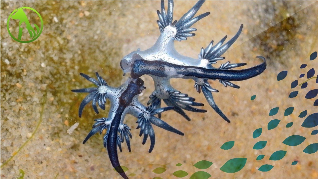 Experts Warn: Don’t Approach This Strange Beach Creature