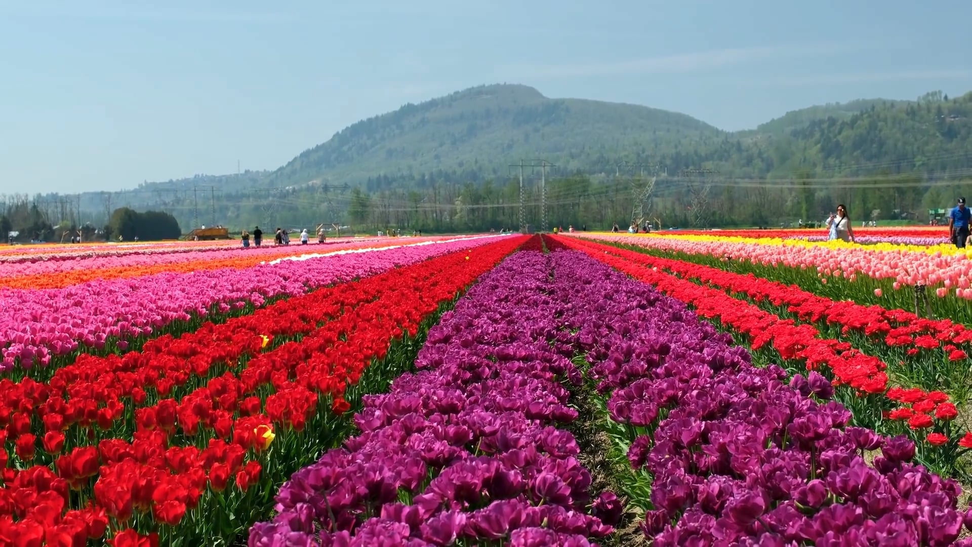 Botanical Wonders: Washington's Seasonal Reawakening - Worldwide