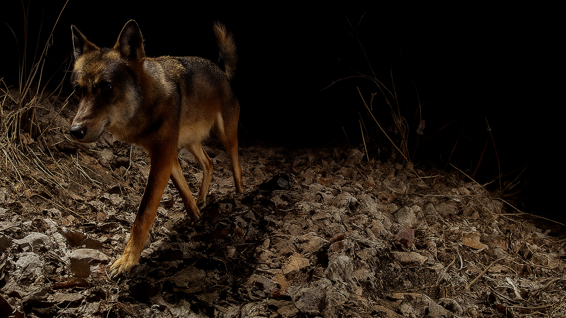 Is That a Wolf on the Camera Trap?