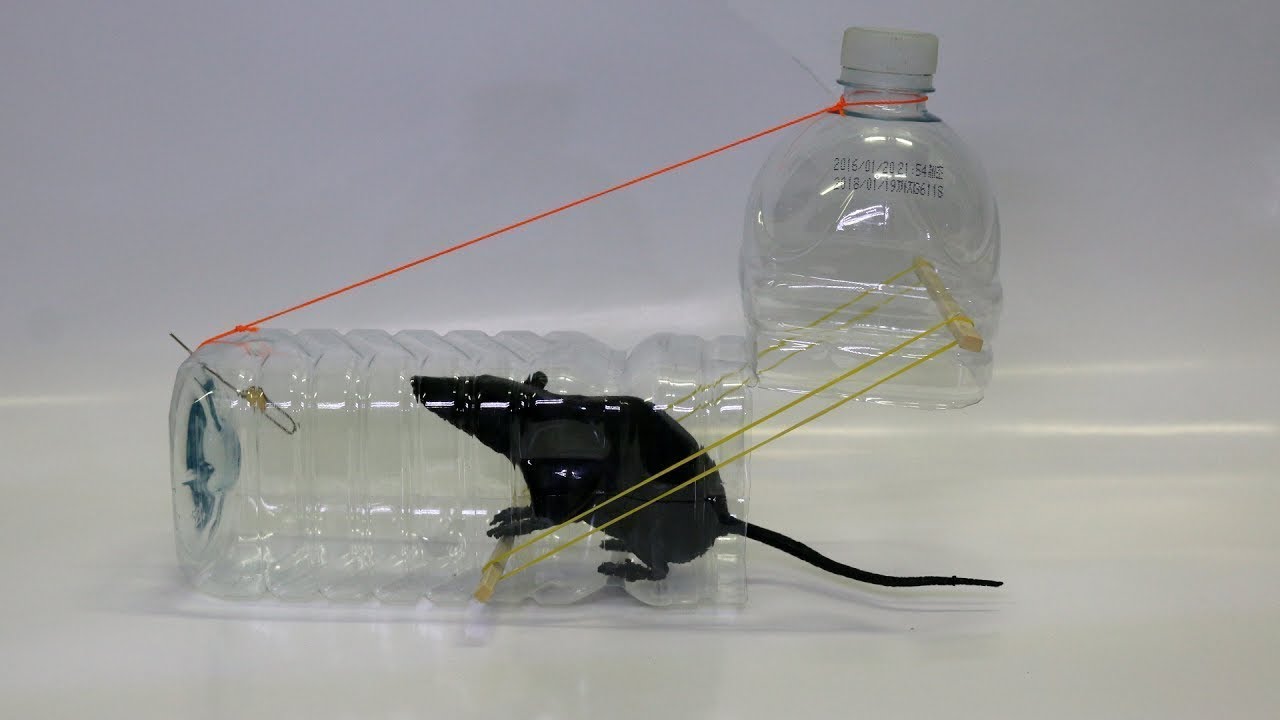 Woow! Water bottle mouse/rat trap
