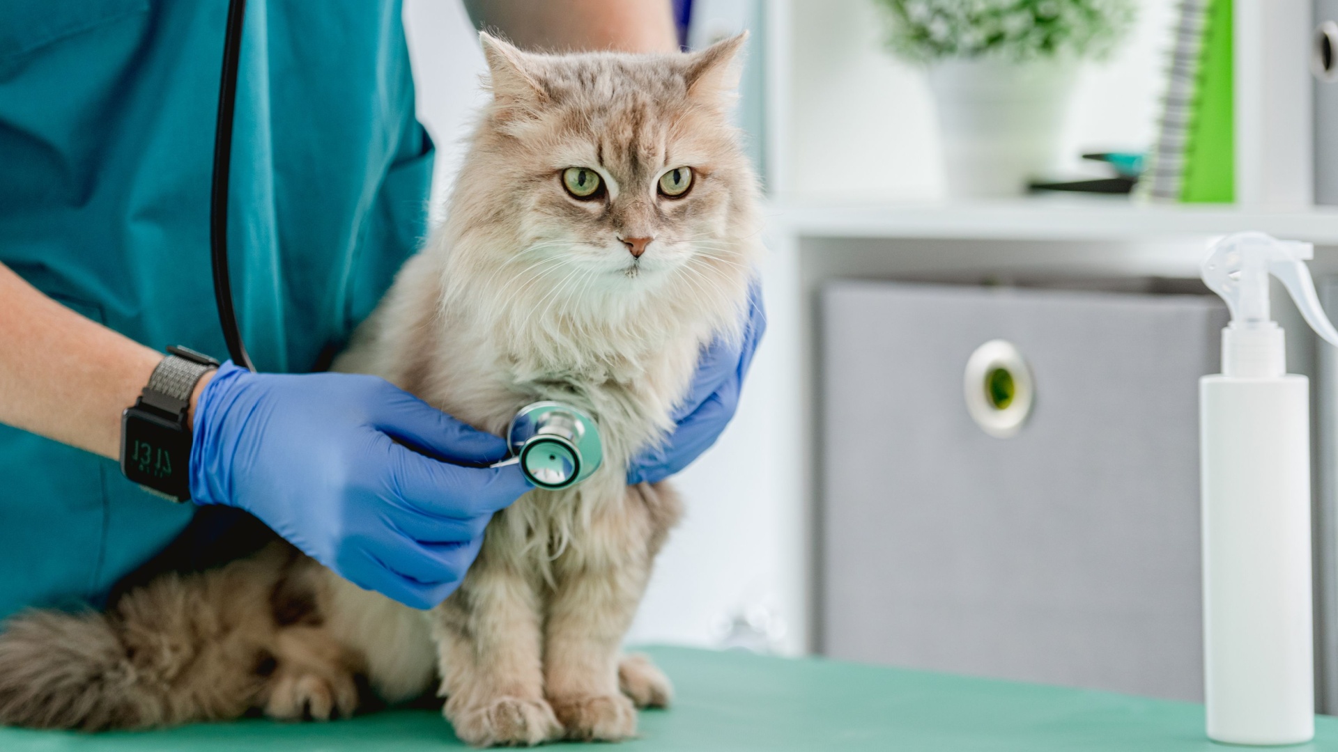 8 Of The Most Common Cat Diseases