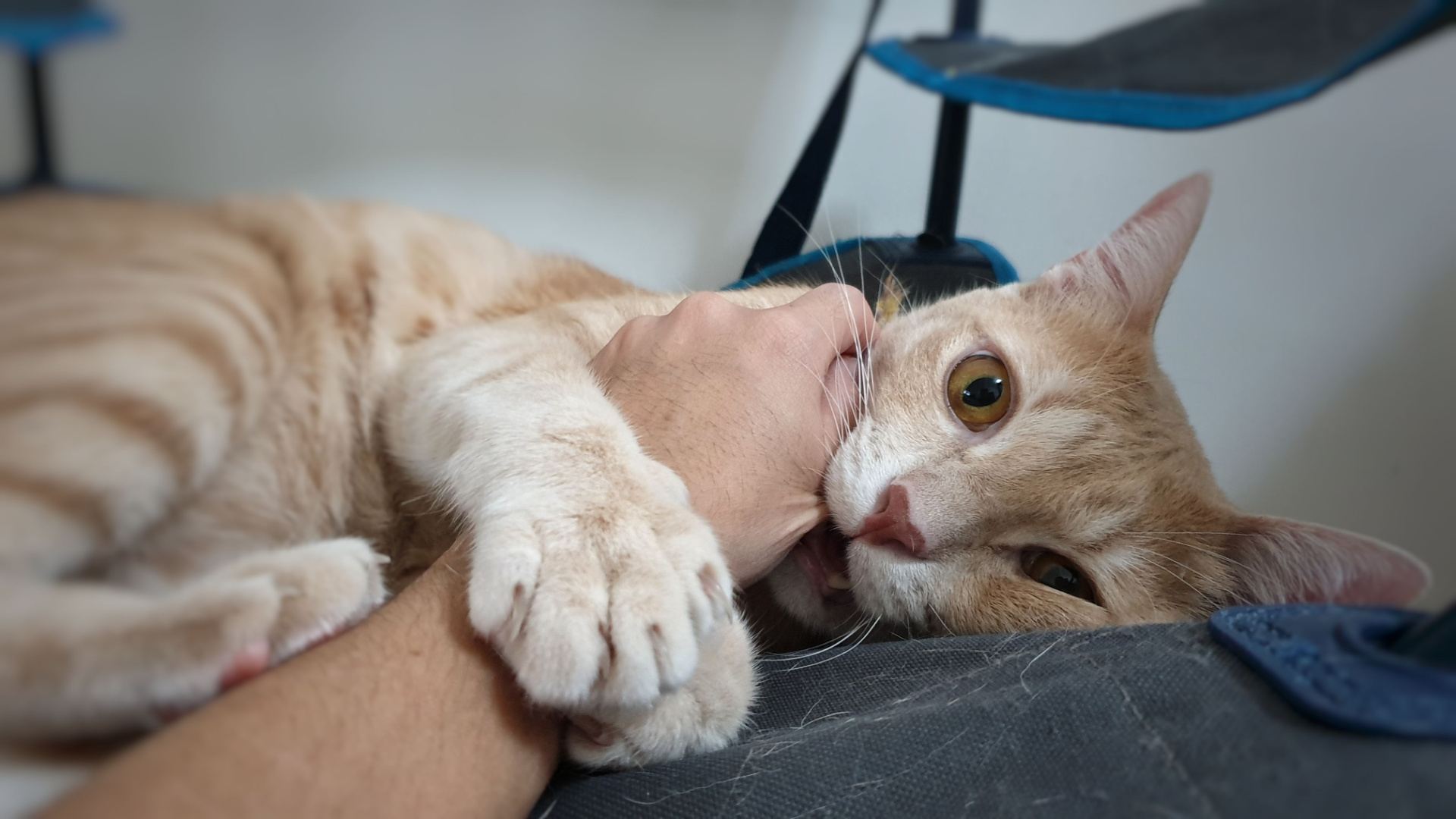 The Real Reason Your Cat Suddenly Attacks You Mid-Cuddle