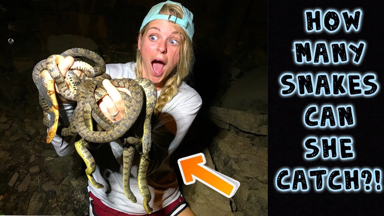 Counting diamondbacks caught at snake-infested spillway