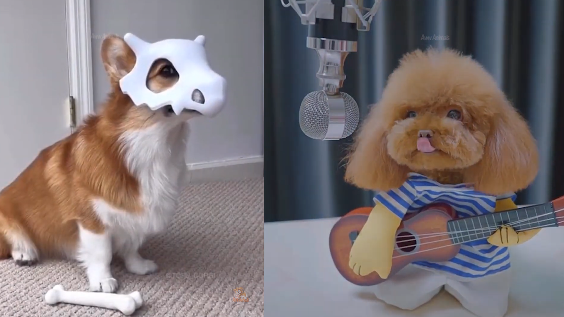 Creative Dogs Full of Character and Style