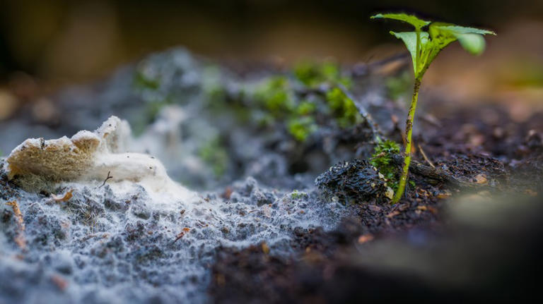 Beautiful, Awe-Inspiring Things Found Deep In The Woods