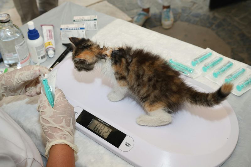 These 10 Signs Will Tell You If Your Cat’s Life Is Deteriorating