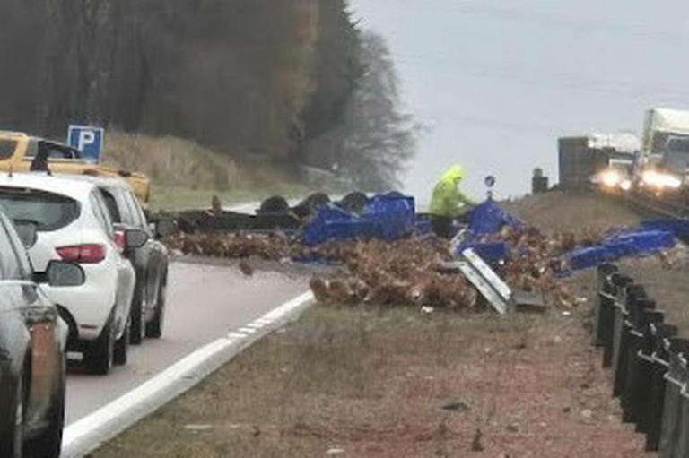 A9 closed after chicken trailer crash leaves dozens of birds running in ...