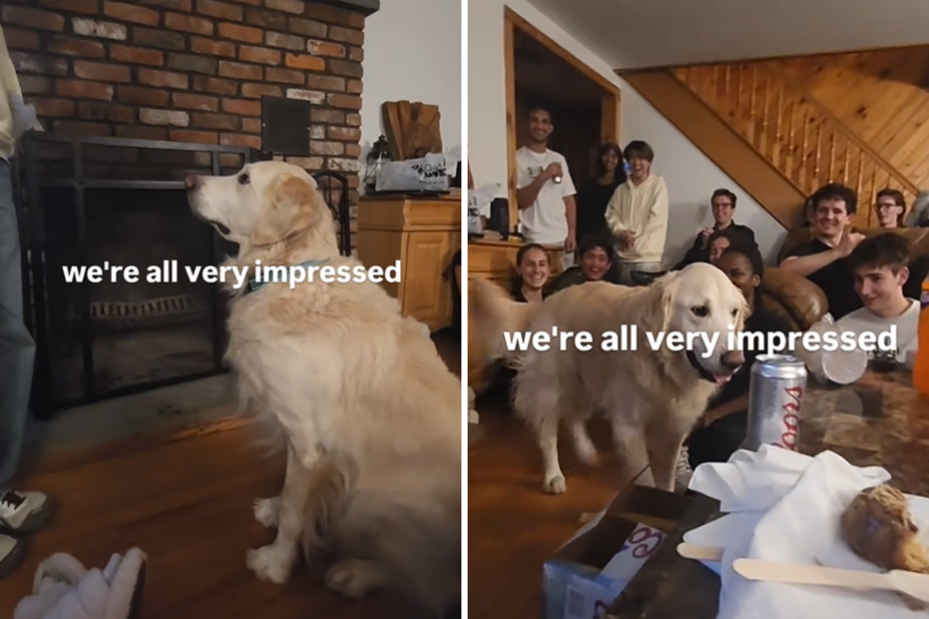 Golden retriever performs trick perfectly—never expects what comes next