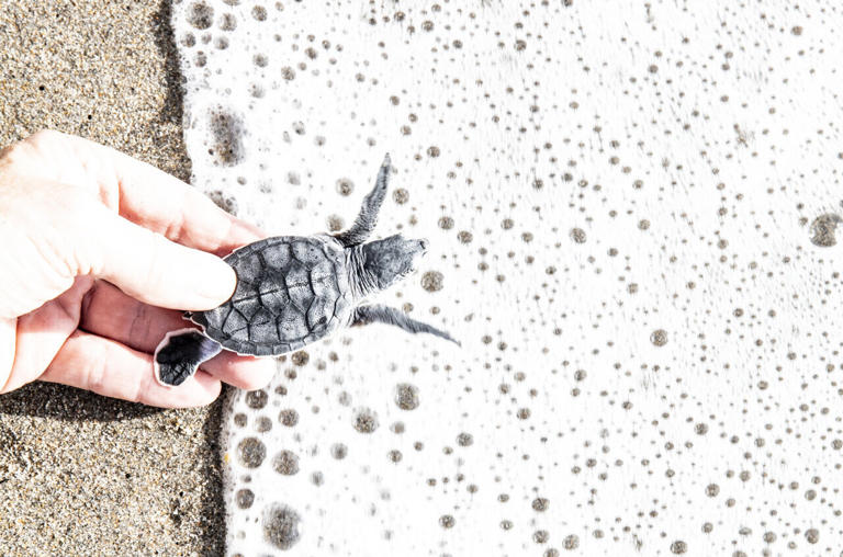 Drones map loggerhead sea turtle nesting site hotspots