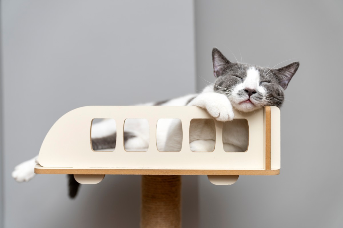 Chewy's Giraffe Cat Condo Turns Any Room Into a Cat Safari