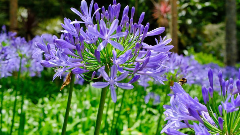 How to Properly Overwinter Agapanthus