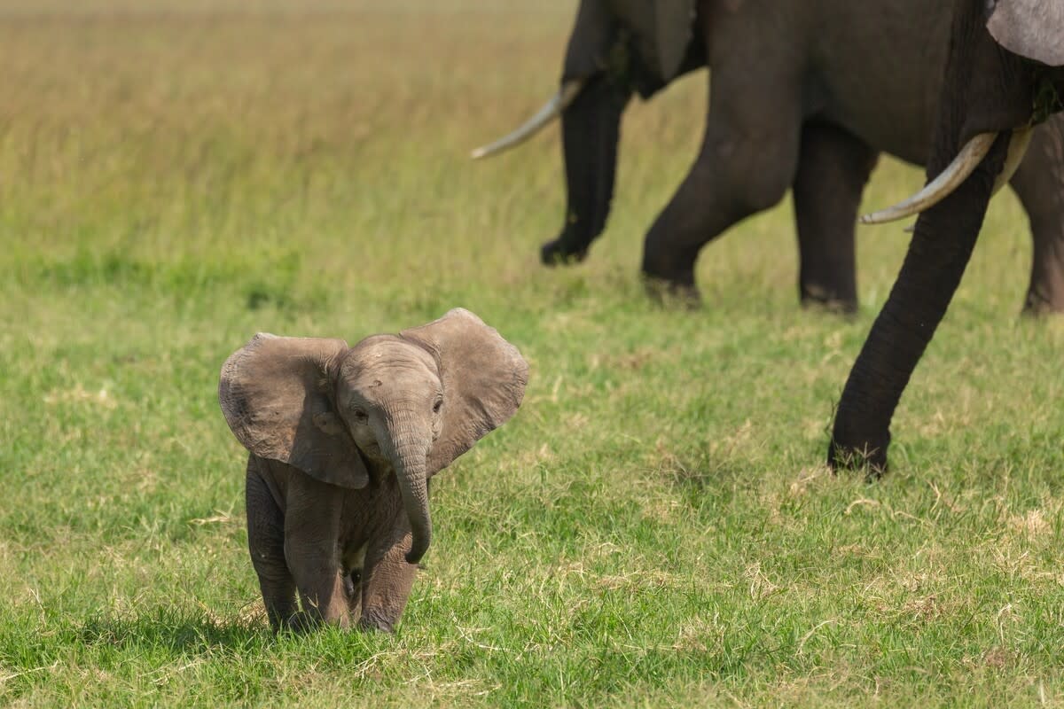 Baby Elephant’s Zoomie Celebration After ‘Moving a Log’ Is Too Precious ...