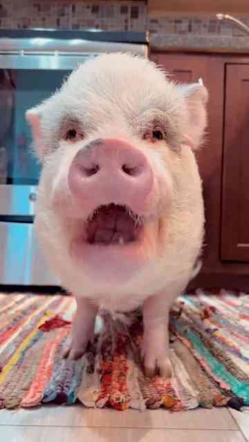 How loud can a pig smack? The surprising sound you did not expect