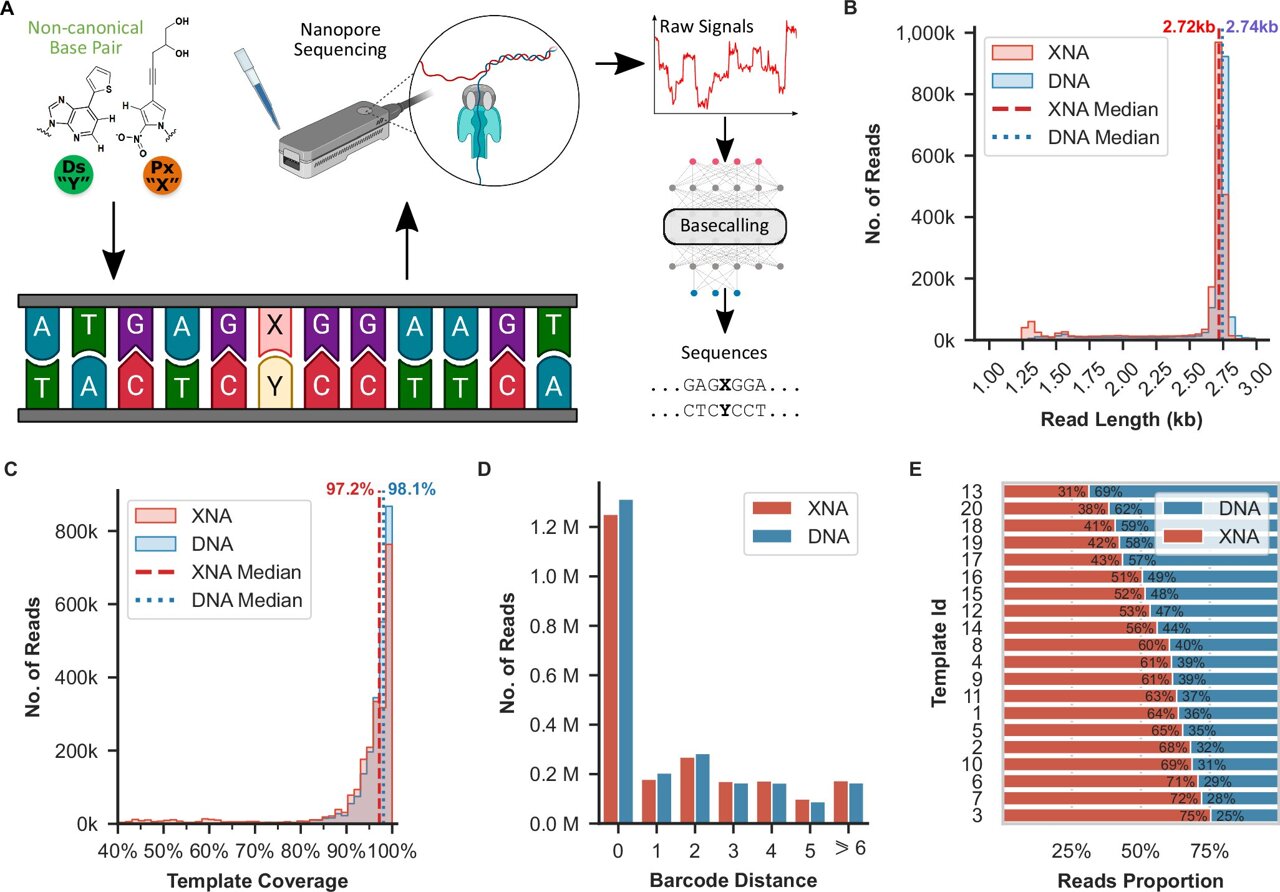 Decoding new DNA 'letters' to advance medicine and biotechnology