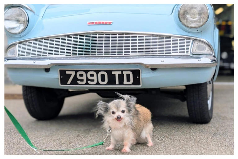 Harry Potter and the Warwickshire therapy dogs charity