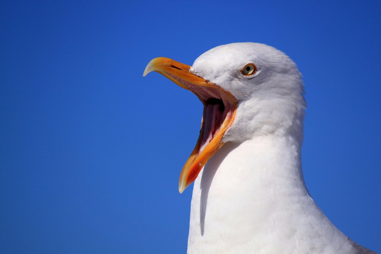 Yes, shouting at seagulls actually works, scientists confirm