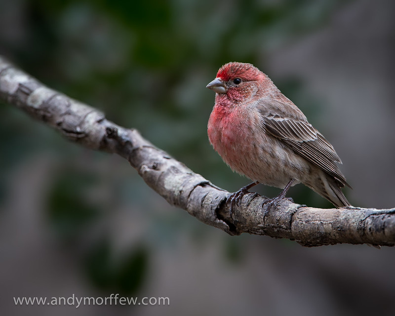 The 22 birds Canadians are most likely to see in their backyard