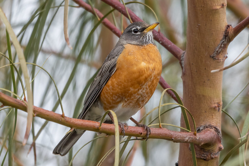 The 22 birds Canadians are most likely to see in their backyard