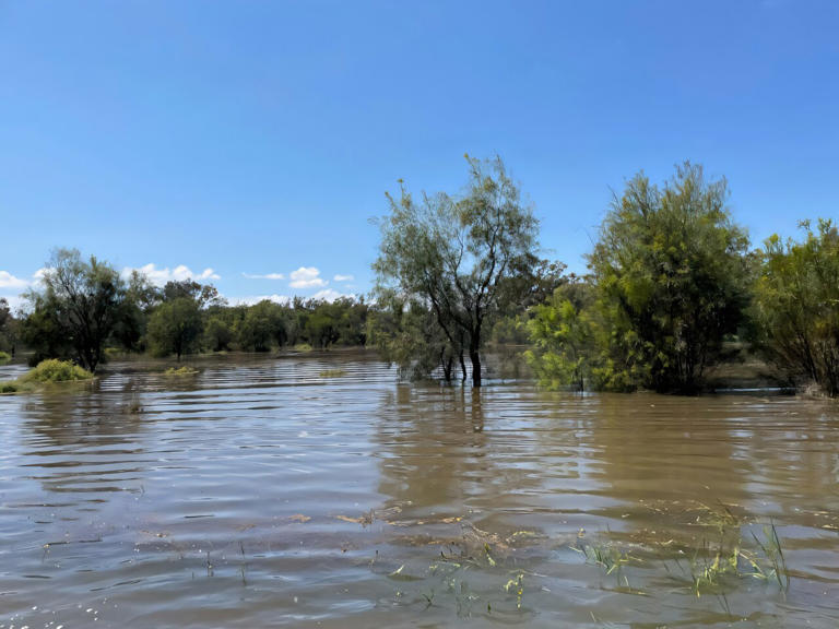 You might think frogs never get enough water. Turns out, they can fare ...
