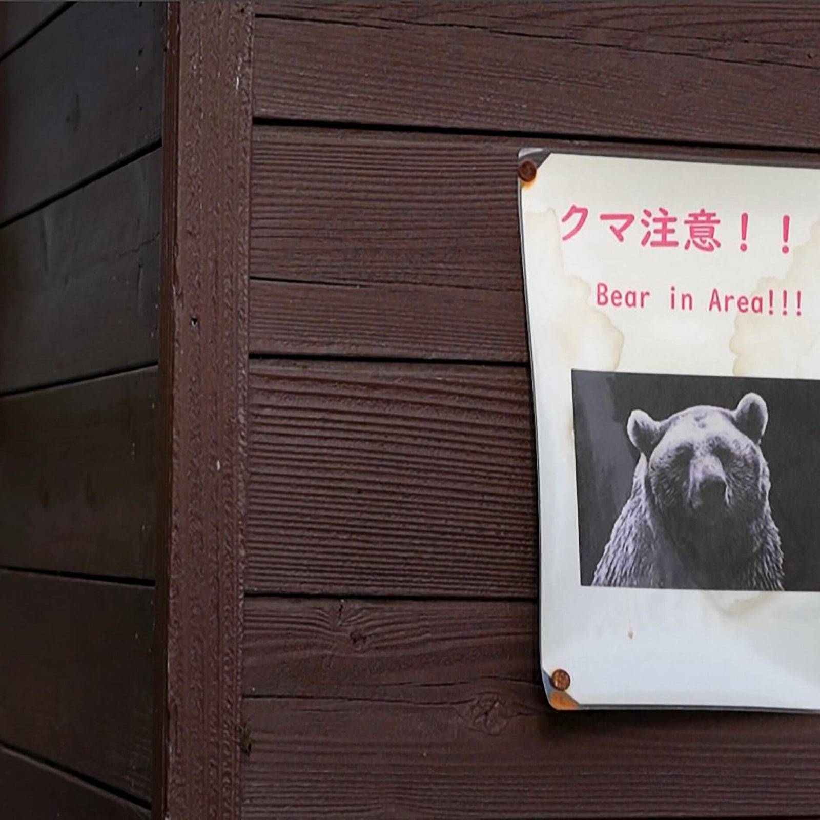 Bear goes on rampage in Japan, injuring 4 people