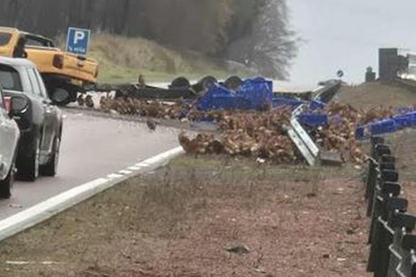 A9 closed after chicken trailer crash leaves dozens of birds running in ...
