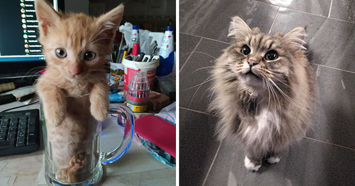 40 Adorable Pet Pics Shared By The Bored Panda Community