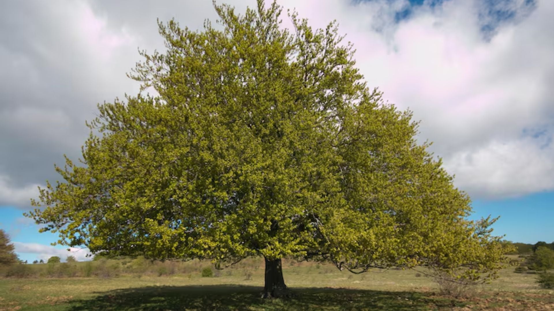 El árbol de jardín que hay que cultivar para tener sombra y frutos de ...