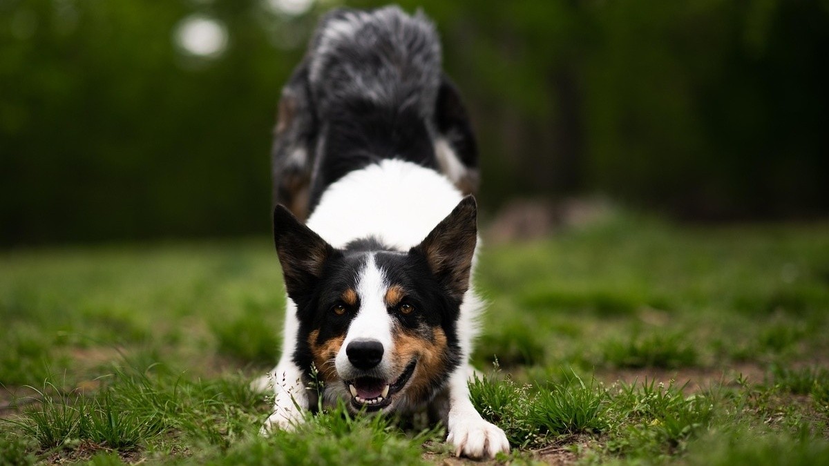 7 proofs your dog is loyal for life (and 5 signs of possible disloyalty)
