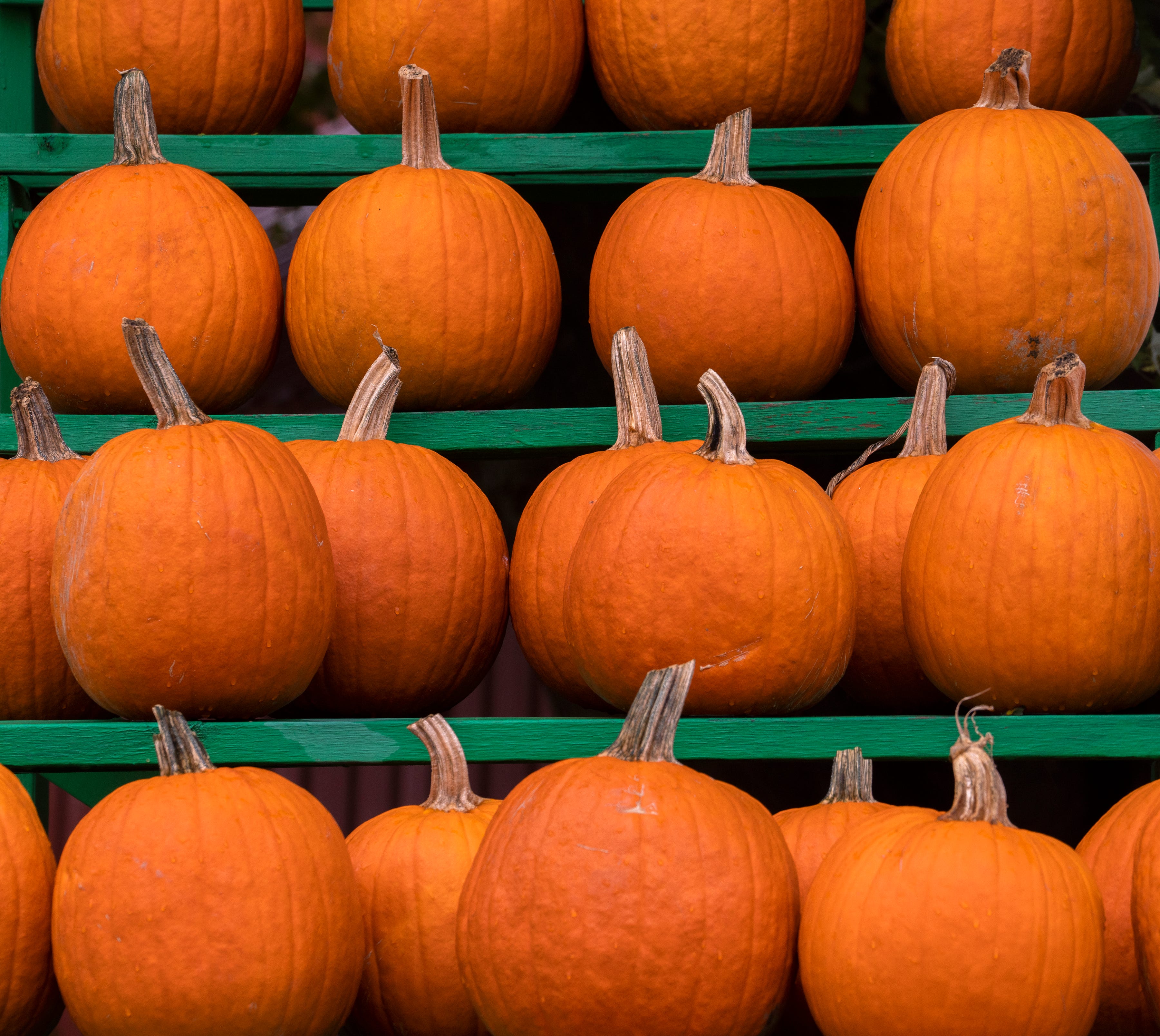 Free pumpkin smashing event set for Nov. 15 in Stevens Point to ...