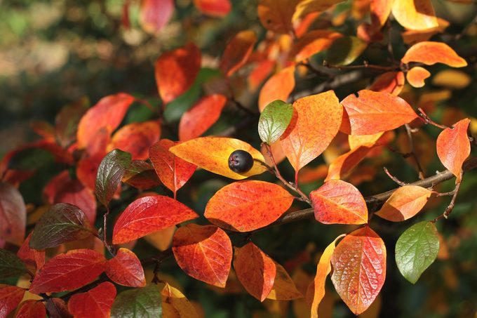Top 10 Fall Bushes and Shrubs to Grow