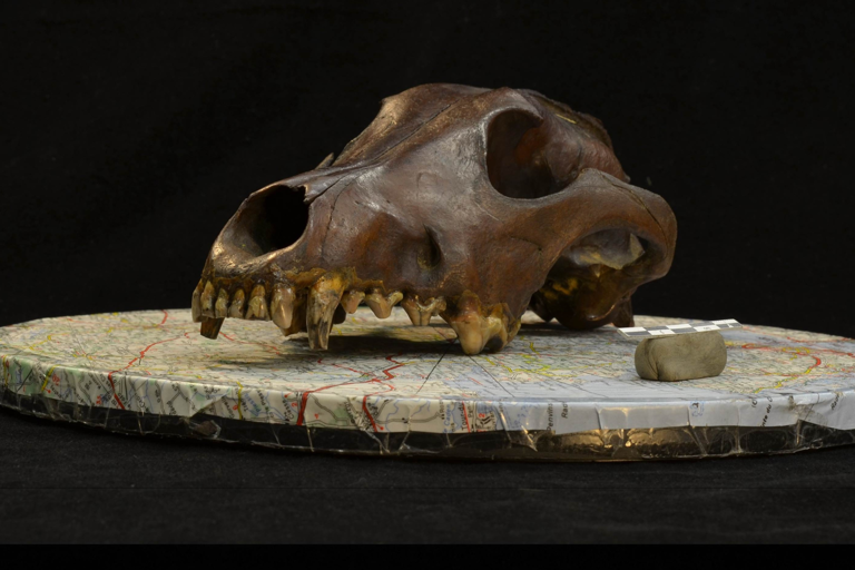 What we thought about dog evolution may be wrong, scientists say