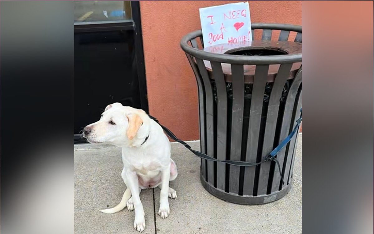 Dog dumped by trash with owner’s belongings and heartbreaking sign